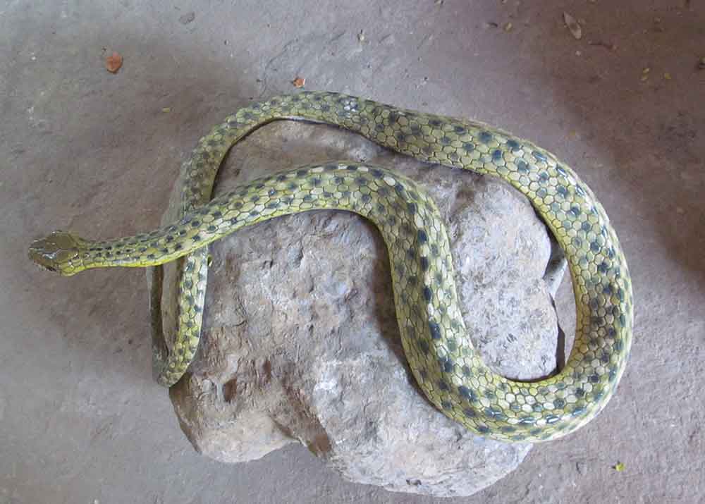 Department of Forests and Wildlife, Puducherry | Pitchandikulam Forest