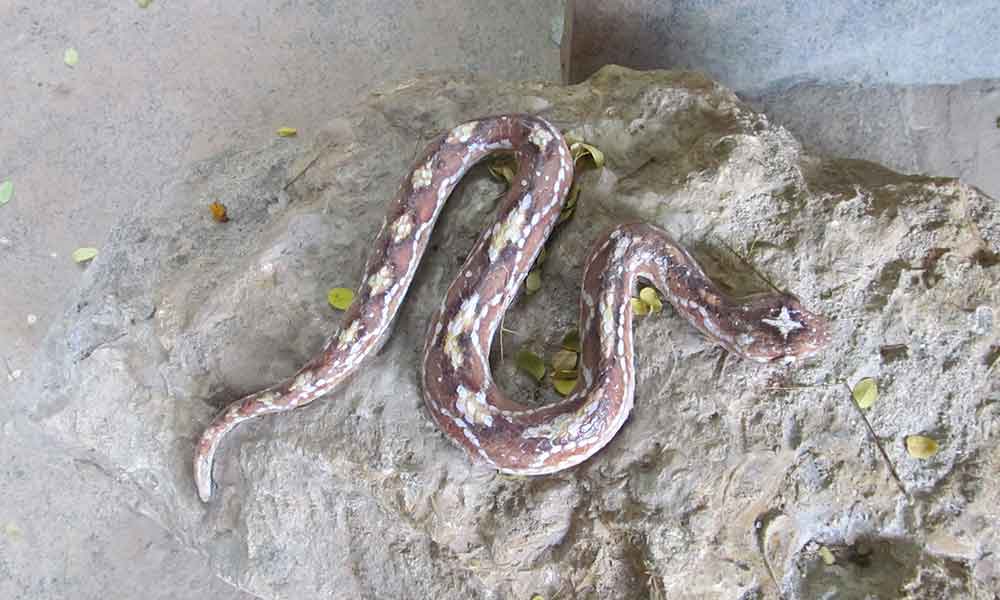 Department of Forests and Wildlife, Puducherry | Pitchandikulam Forest